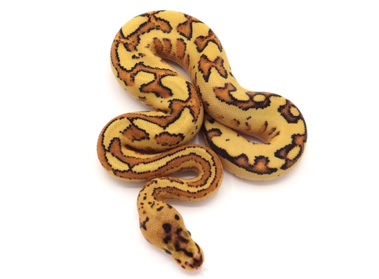 OD Super Stripe Crypton Ball Python by Aesthetic Selection Reptiles