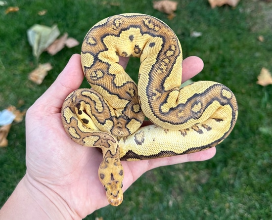 Super Stripe Or Gravel Specter Clown Ball Python by Aesthetic Selection ...
