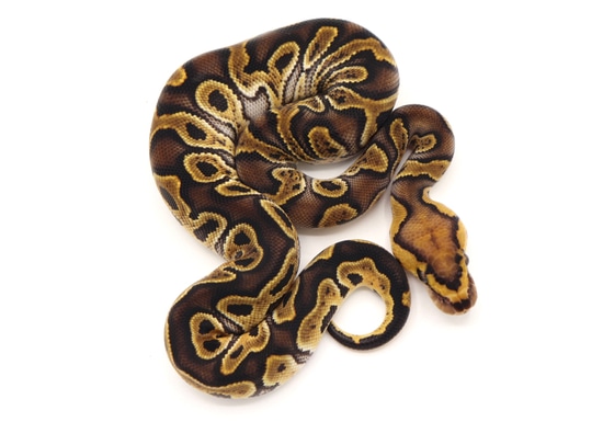 GHI OD Specter Clown Ball Python by Aesthetic Selection Reptiles