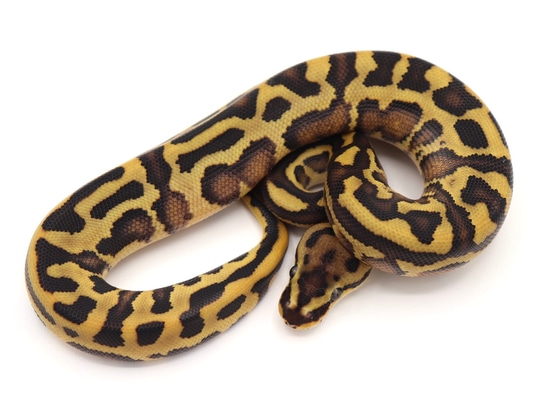 Leopard Specter Gravel/Spark Het. Clown Ball Python by Aesthetic ...