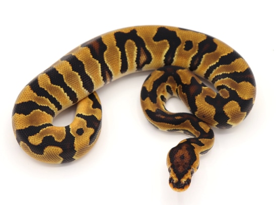 OD Crypton 66% Het DG Ball Python by Aesthetic Selection Reptiles