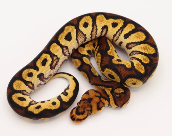 OD YB/Gravel Clown Ball Python by Aesthetic Selection Reptiles