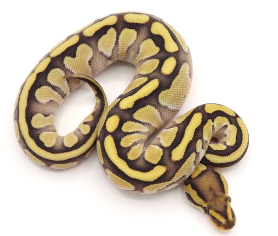 Lesser Fire DG Het. Clown Ball Python by Aesthetic Selection Reptiles