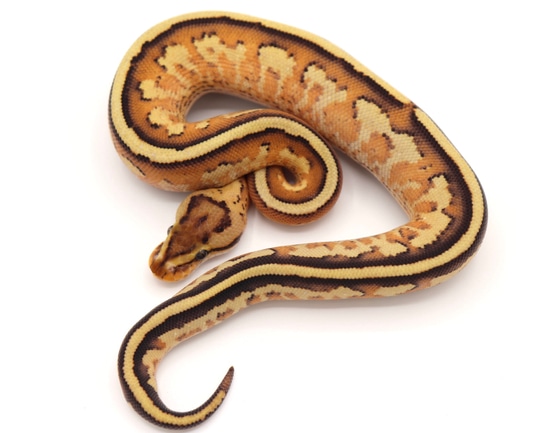 OD Specter YB/gravel Het. Clown Ball Python by Aesthetic Selection Reptiles