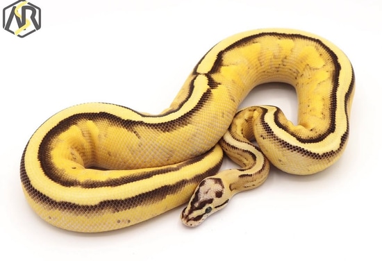 Pastel OD Super Stripe Het. Puzzle Ball Python by Aesthetic Selection ...