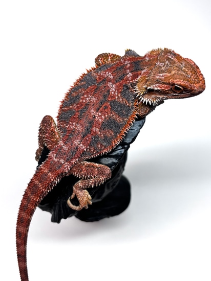 Hypo Extreme Blue Central Bearded Dragon by Aesthetic Critters