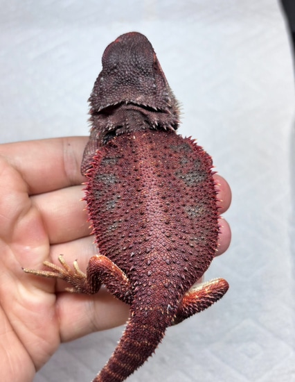 Red Monster Tiger Central Bearded Dragon by Aesthetic Critters