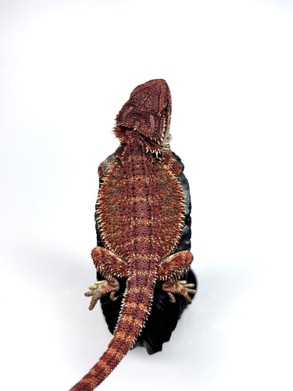 Red Monster Pos G-Stripe Central Bearded Dragon by Aesthetic Critters