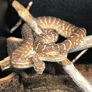 Hypo 100% Het Stonewashed Centralian Carpet Python by Archon Reptiles ...