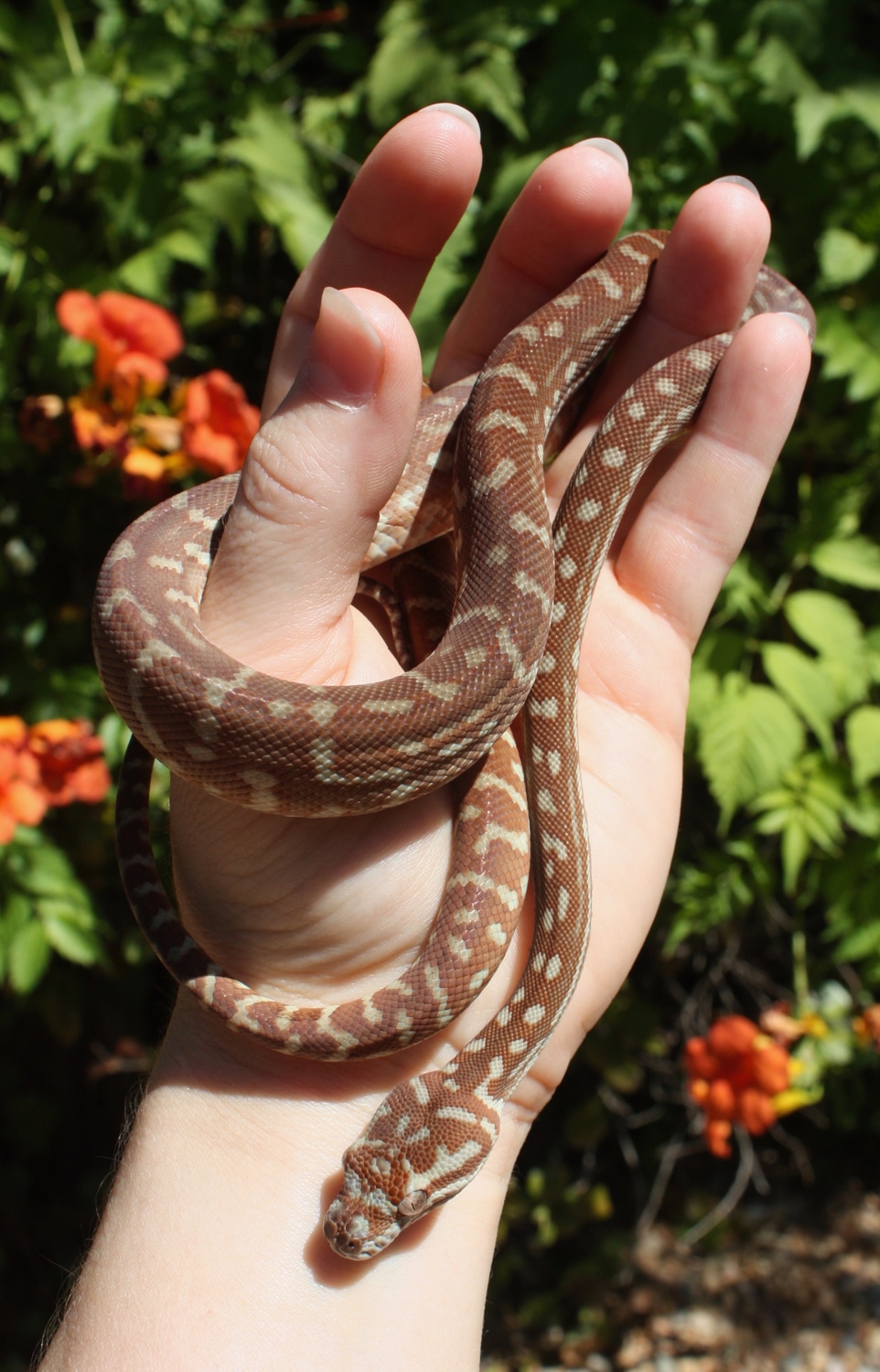 Hypo 100% Het Stonewashed Centralian Carpet Python by Archon Reptiles ...