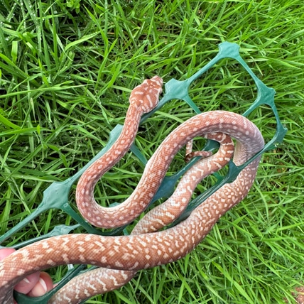 Archon Reptiles - MorphMarket