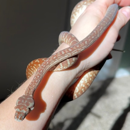 Archon Reptiles - MorphMarket