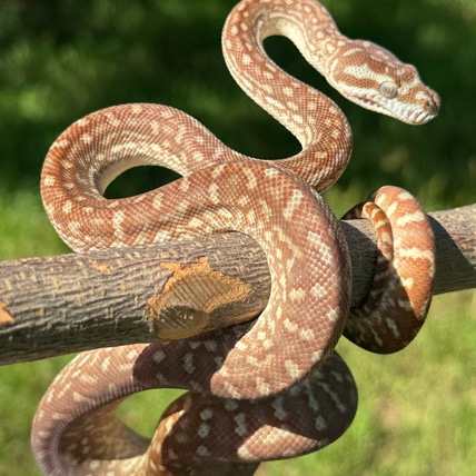 Archon Reptiles - MorphMarket