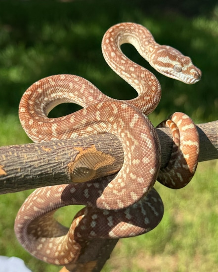 Hypo Visual Stonewashed Bredls Pythons Centralian Carpet Python by ...