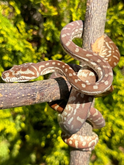 Hypo 100% Het Stonewashed Centralian Carpet Python by Archon Reptiles