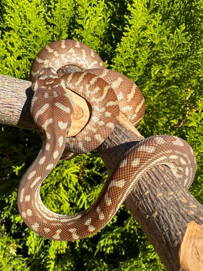 2023 Hypo 100% Het Stonewash - Female Centralian Carpet Python by ...