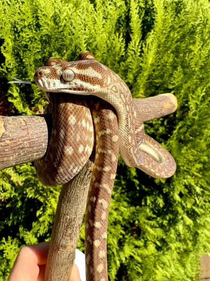 Hypo Visual Stonewashed Bredls Pythons Centralian Carpet Python by ...