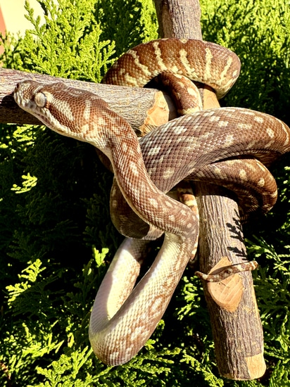 Visual Stonewash Bredli Centralian Carpet Python by Archon Reptiles