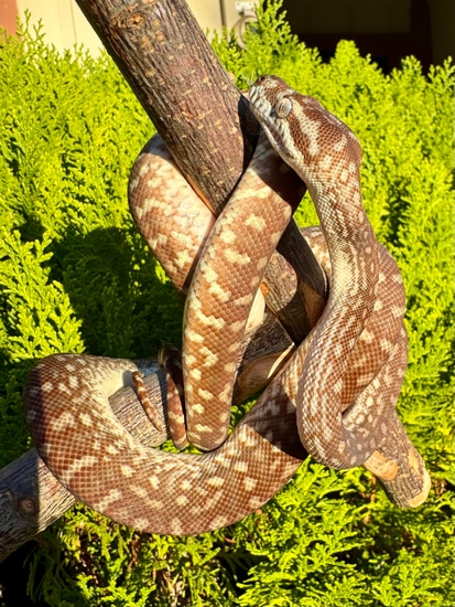 Hypo Visual Stonewashed Bredls Pythons Centralian Carpet Python by ...