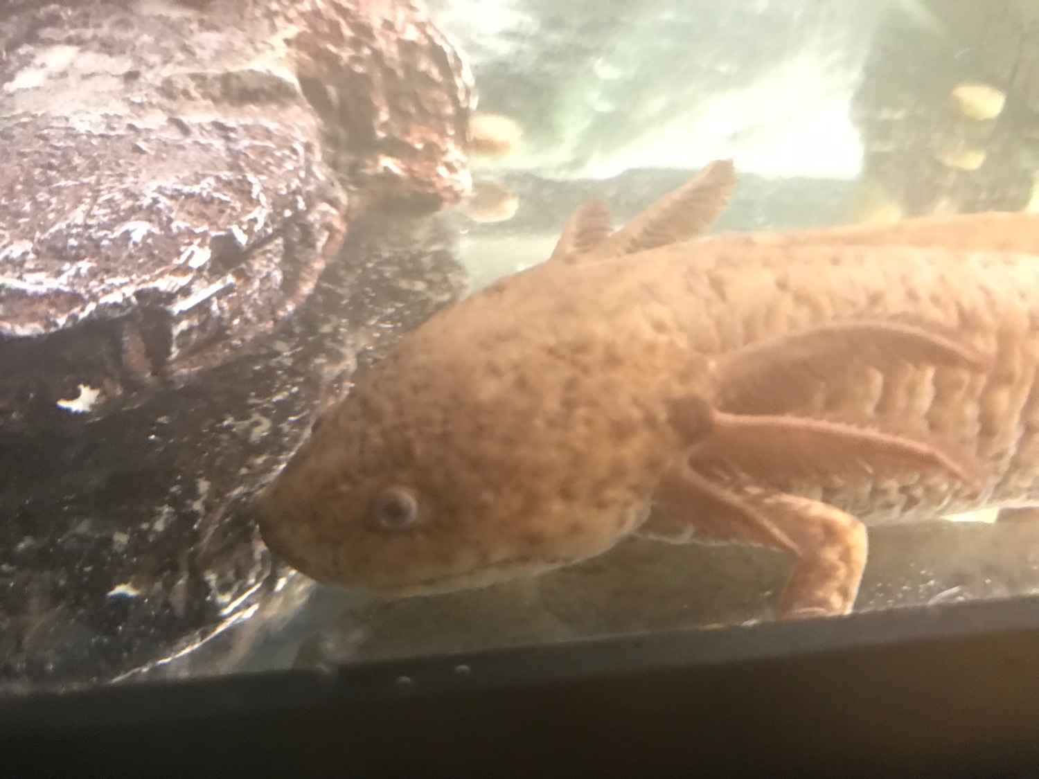 Copper Axolotl by Rosie’s Reptropolis - MorphMarket