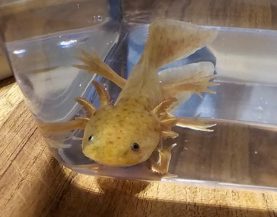 Copper Axolotl by Pure Imagination Axolotls