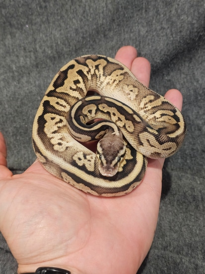 Pastel Calico Leopard 66% Het Axanthic/Clown Ball Python by Bomb Squad ...