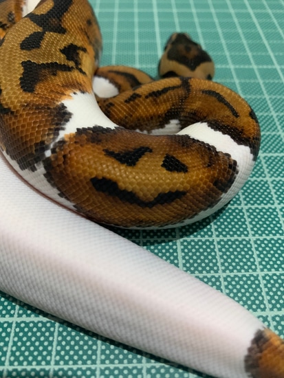 Emoji Pied Ball Python by Derby Pied Ball Pythons