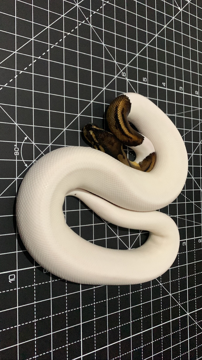 Black Pastel Pied Ball Python by Derby Pied Ball Pythons - MorphMarket