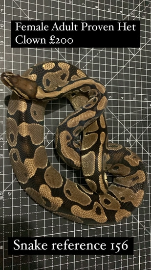 Het Clown Proven Adult Female Ball Python by Derby Pied Ball Pythons