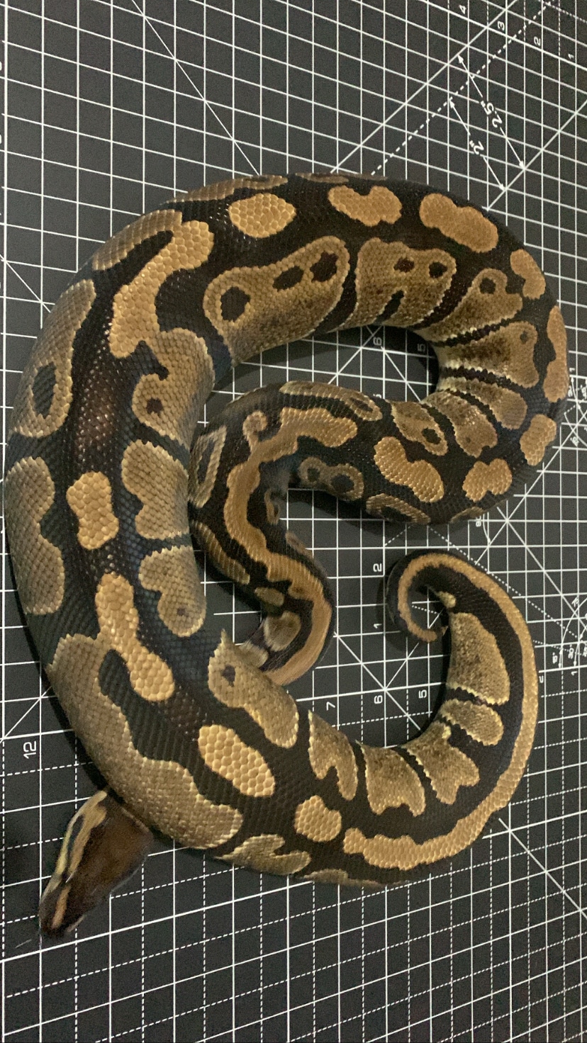 Adult Het Pied Ball Python by Derby Pied Ball Pythons - MorphMarket