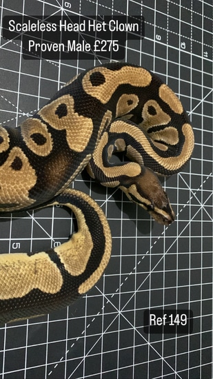 Scaleless Head Het Clown Ball Python by Derby Pied Ball Pythons