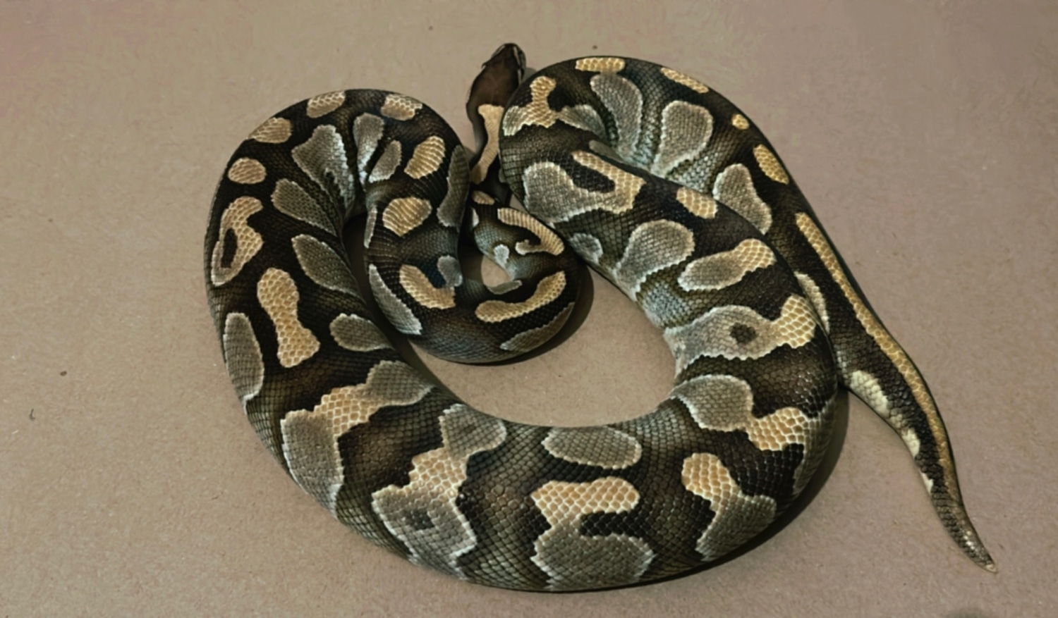 Derby Pied Ball Pythons's Collection - MorphMarket