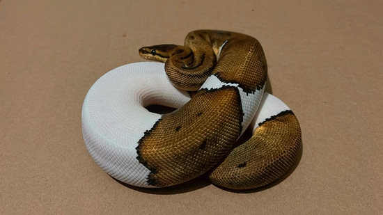 Pinstripe Pied Ball Python by Derby Pied Ball Pythons