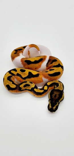 OD Enchi Pied Ball Python by Top Notch Morphs