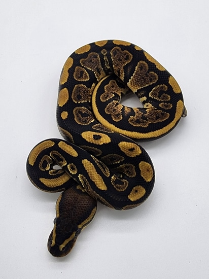 Vudoo Ball Python by Top Notch Morphs