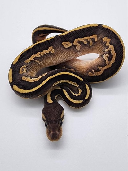 Redstrip Mojave Black Pastel Ball Python by Top Notch Morphs