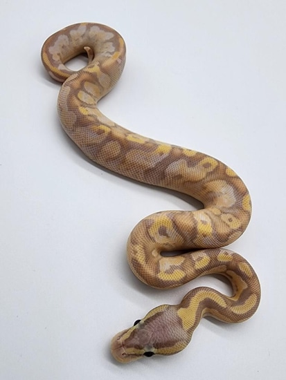 Banana Pastel Calico Disco/Fire Ball Python by Top Notch Morphs