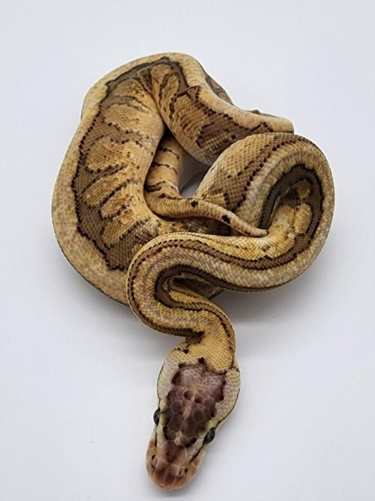 Redstripe Cypress Pastel Hidden Gene Woma Ball Python by Top Notch ...