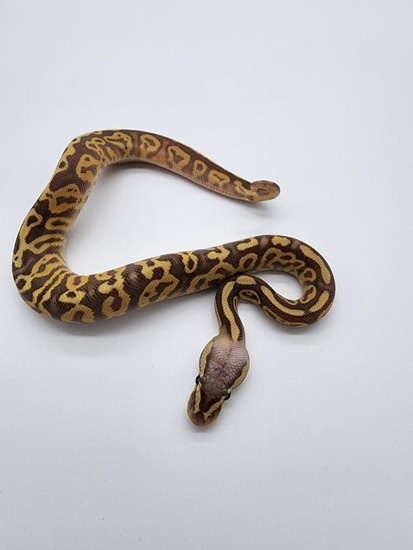 Pastel Black Pastel Leopard Cypress Ball Python by Top Notch Morphs