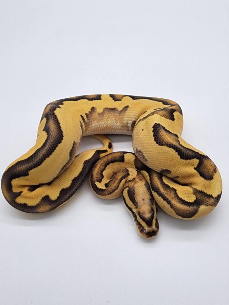 Hi OD Fire Vanilla Ball Python by Top Notch Morphs - MorphMarket