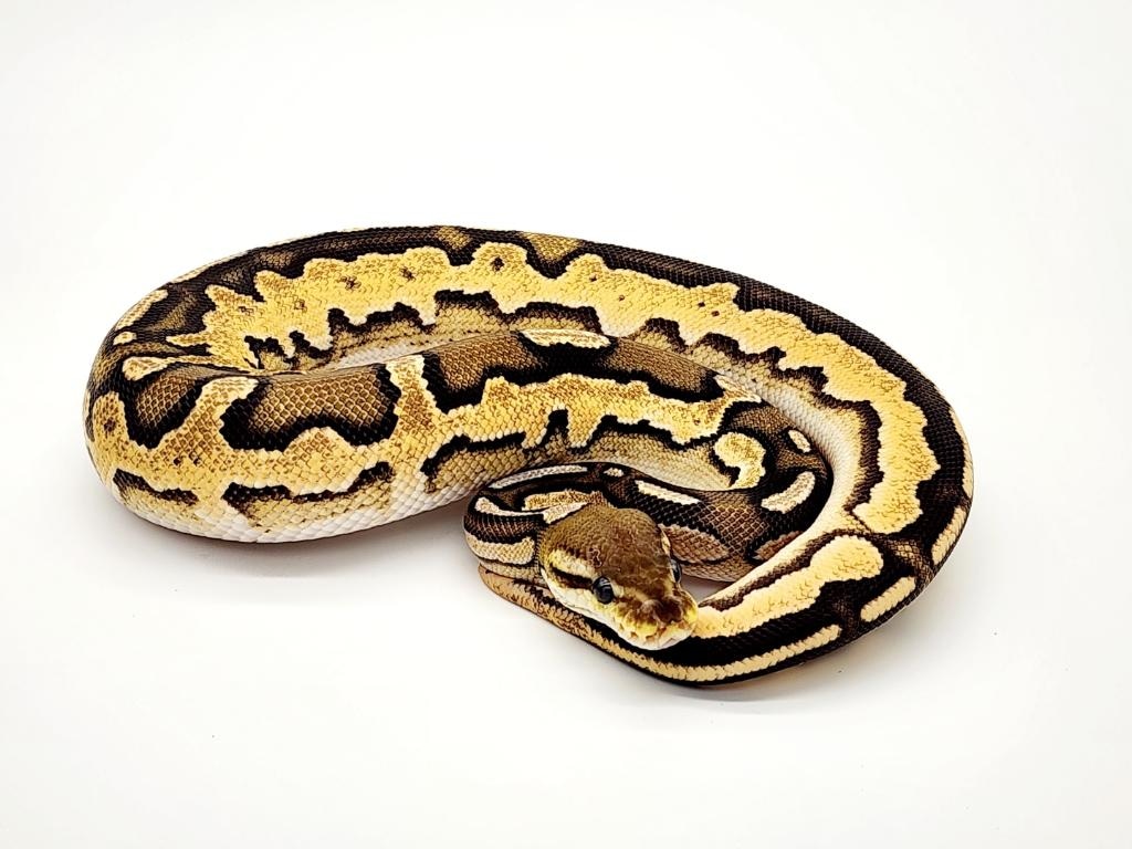 High Intensity Orange Dream Fire Cinnamon Scrambler Ball Python by Top ...
