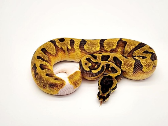 Super Enchi Redstripe Pied Ball Python by Top Notch Morphs