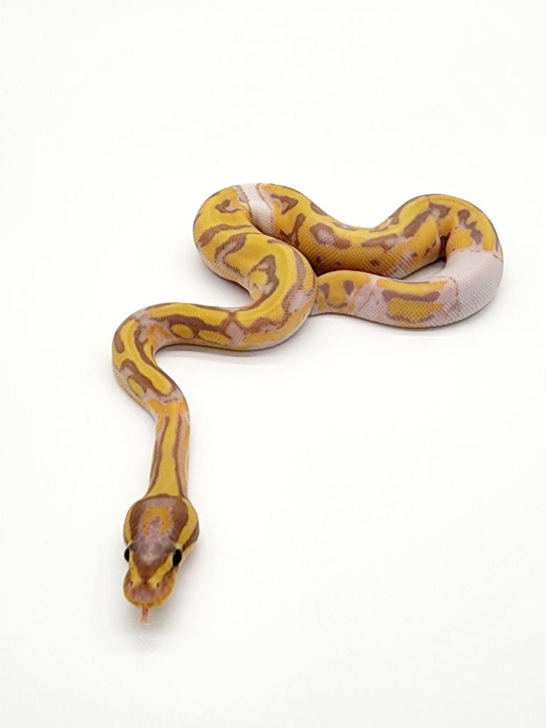 Orange Dream Banana Enchi Pied Ball Python by Top Notch Morphs ...