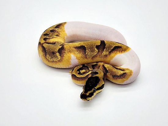 Enchi Redstripe Pied Ball Python by Top Notch Morphs
