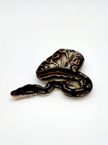 Black Pastel Black Head Lace Ball Python by Top Notch Morphs