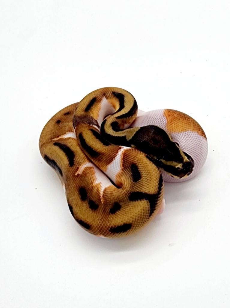 Orange Dream Enchi Leopard Pied Ball Python by Top Notch Morphs ...