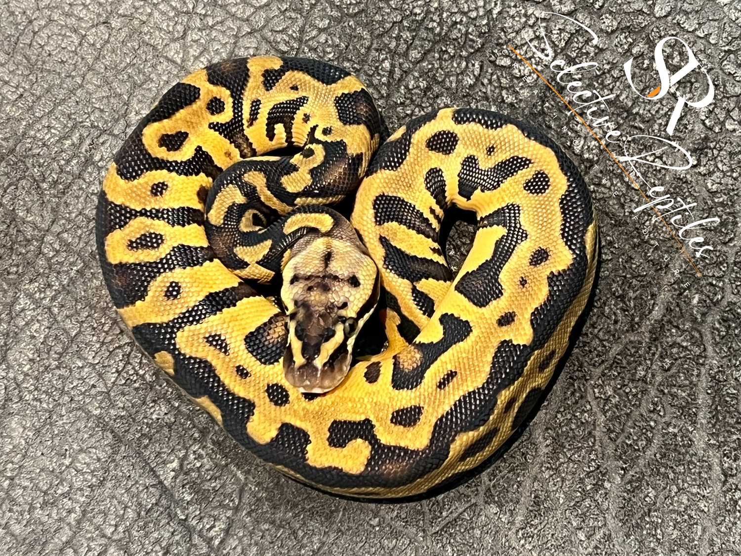 Het Clown Arroyo Leopard Pastel Enchi Poss Fire Ball Python by ...