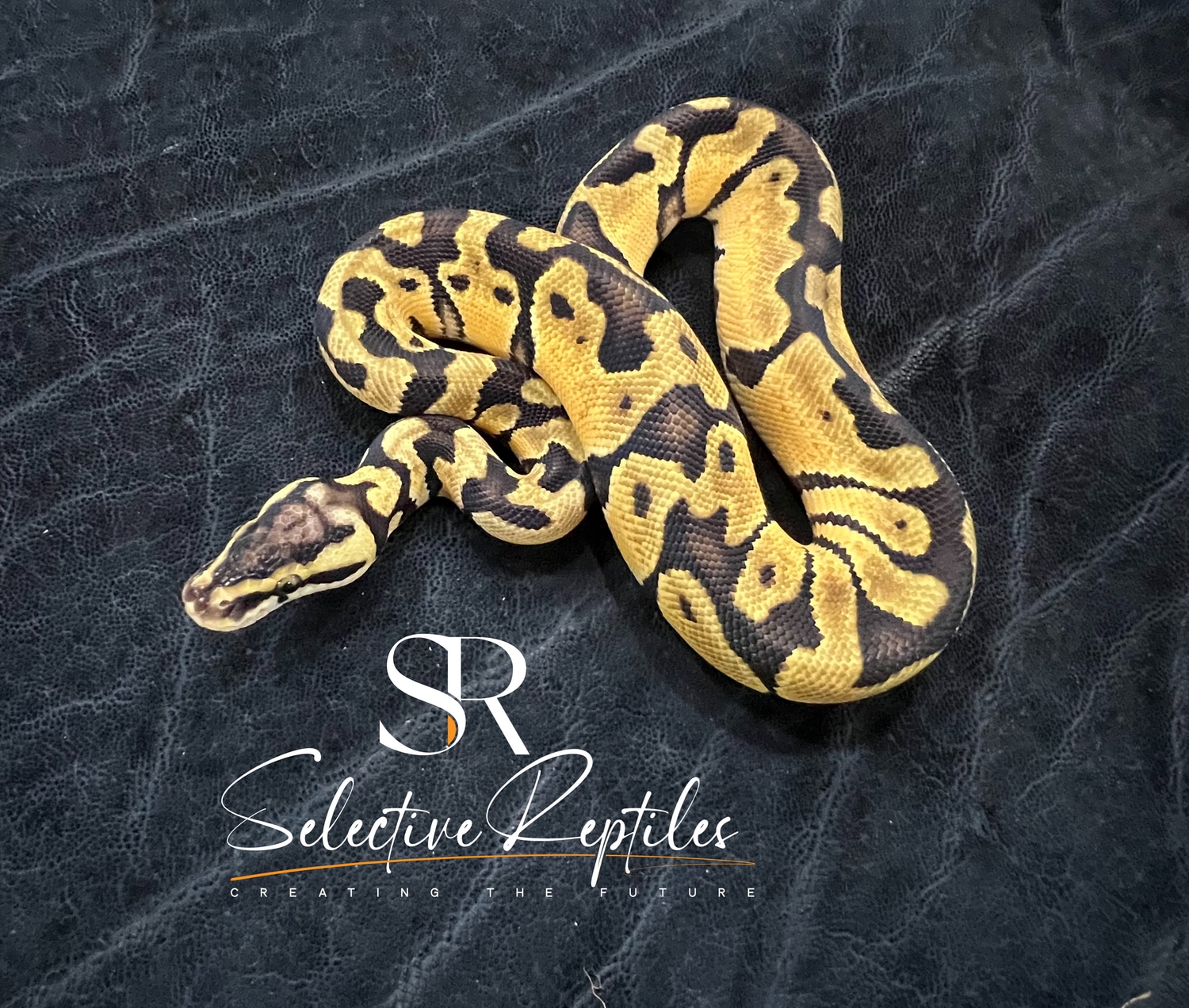 Pastel Enchi Het Clown Het Desert Ghost 50% Het Pied Ball Python by ...