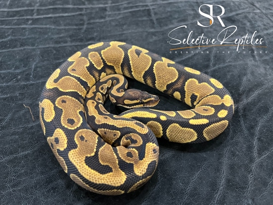 YB Ball Python by Selective Reptiles