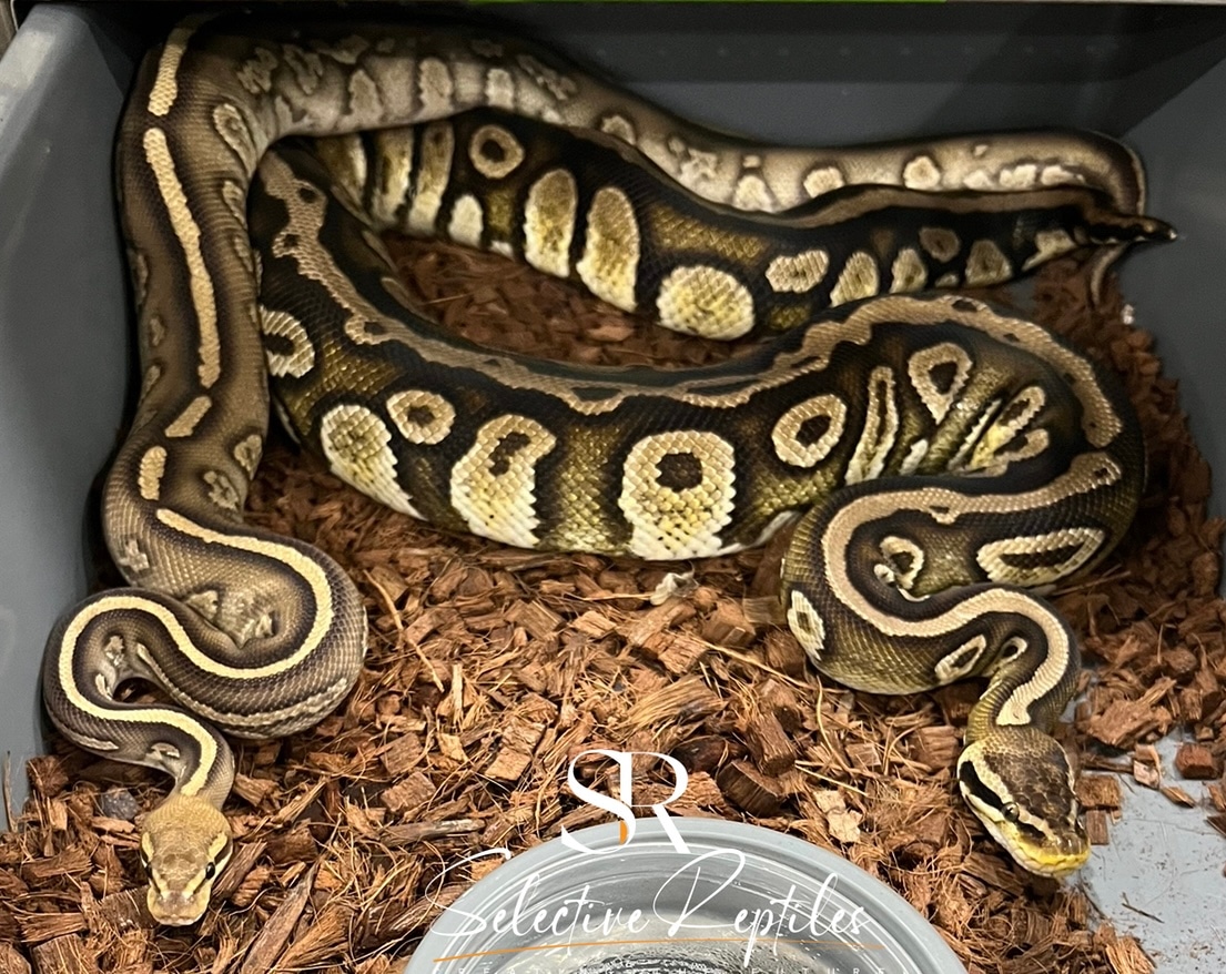 Stranger Fire 66% Het Clown Ball Python by Selective Reptiles - MorphMarket